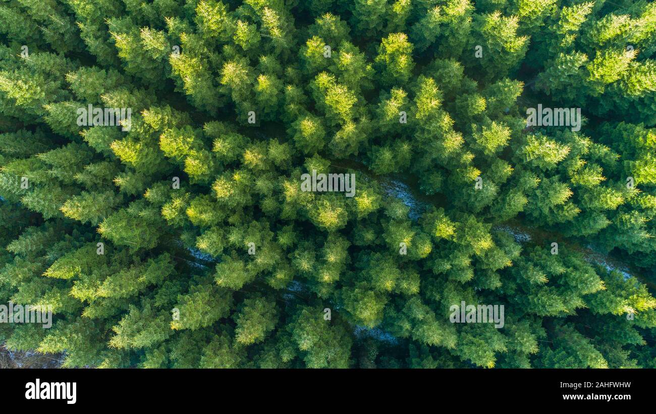 Forestry plantation plantations hi-res stock photography and images - Alamy