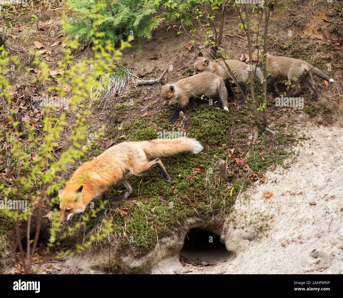 Fox hole hi-res stock photography and images - Alamy