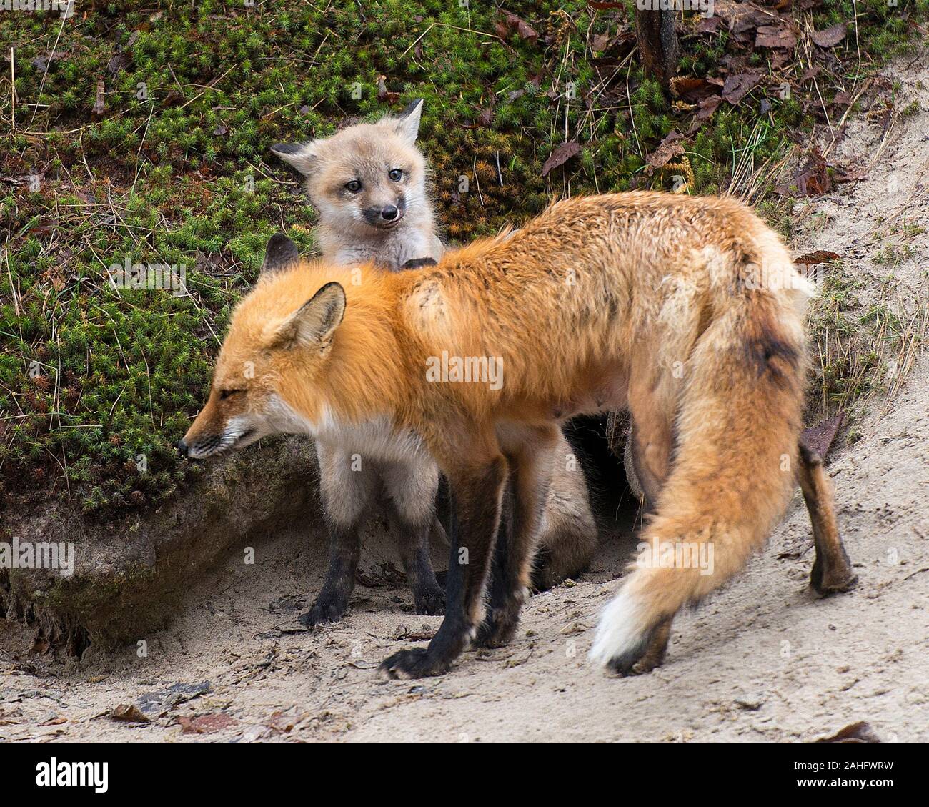 Red Fox animal mother and kit fox close-up profile view in the forest ...