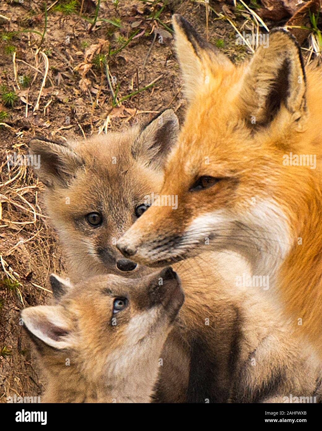 Fox Red Fox animal head close-up profile view of mother interacting ...