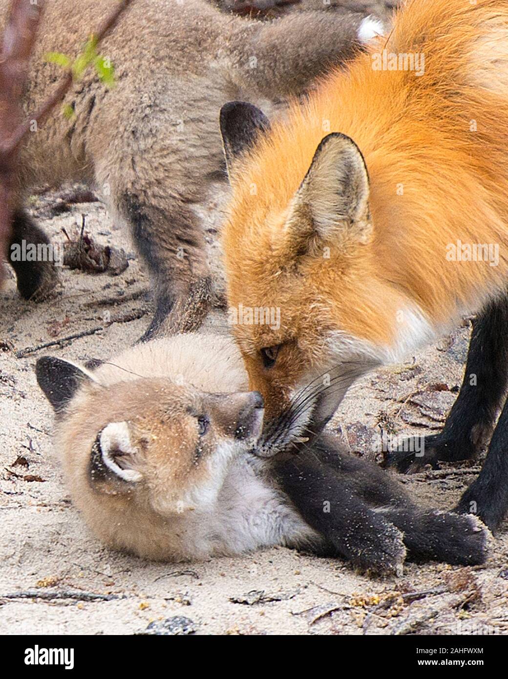Fox Red Fox animal mother and kit foxes in the forest grooming its baby ...