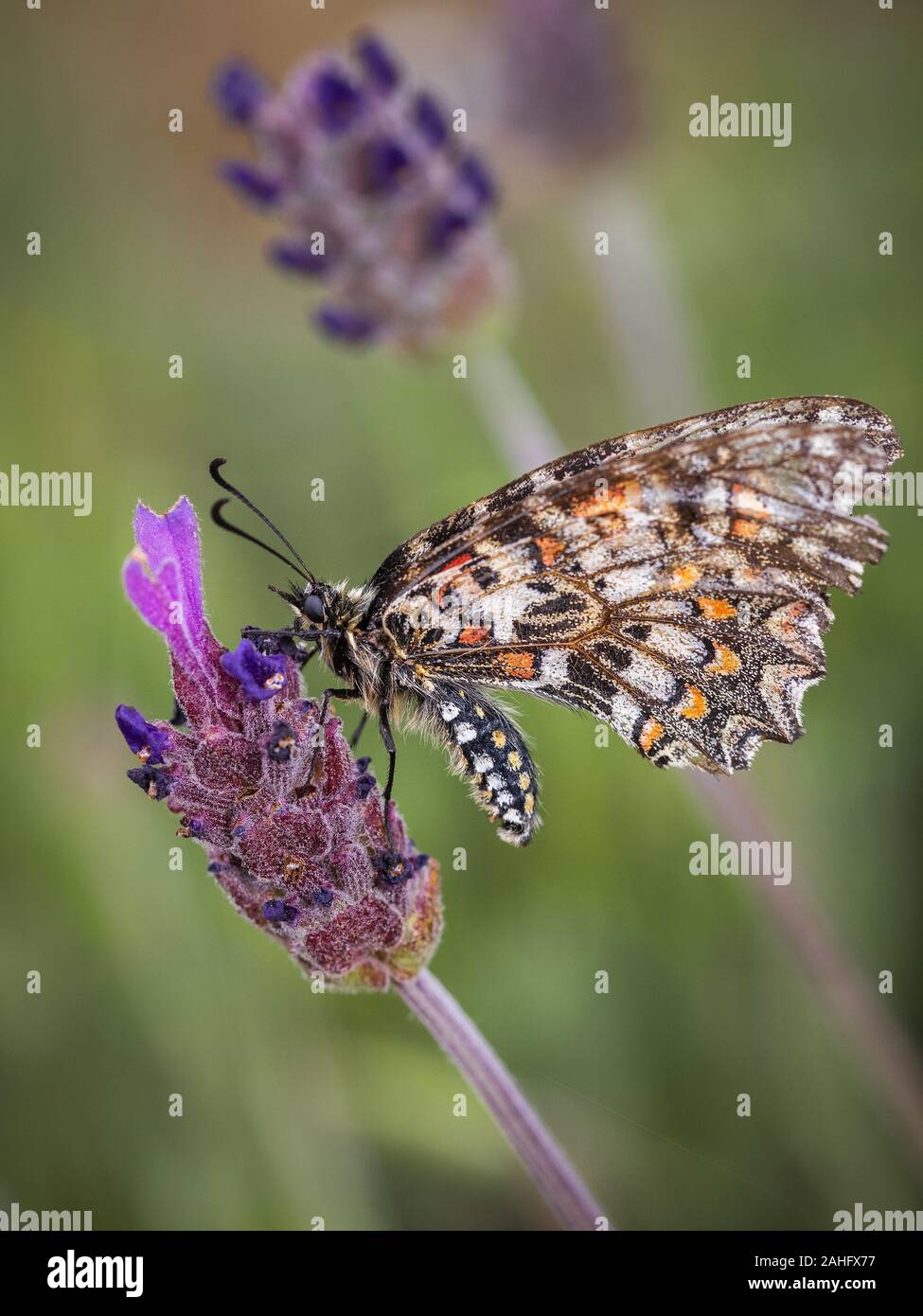 Zerynthia rumina hi-res stock photography and images - Alamy