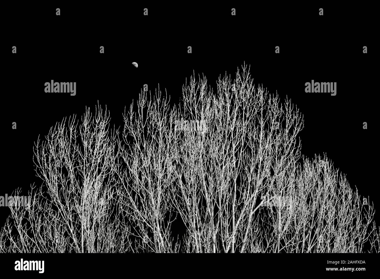Skeletal trees hi-res stock photography and images - Alamy