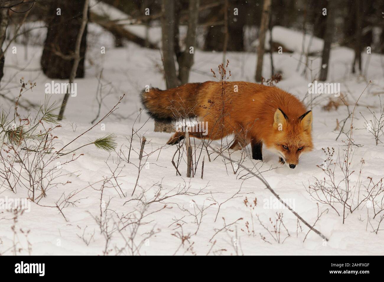 Red Fox animal in the forest in the winter season in its surrounding ...