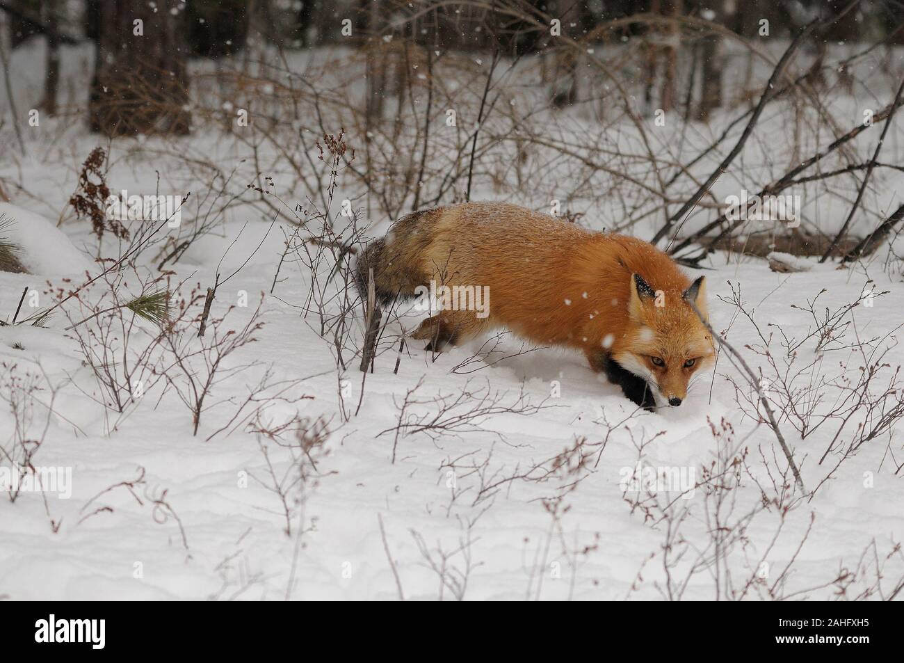 Red fox animal in the forest hi-res stock photography and images - Alamy