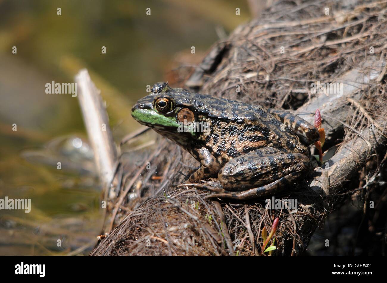 Frog sitting on a log in the water exposing its green body, head, legs ...