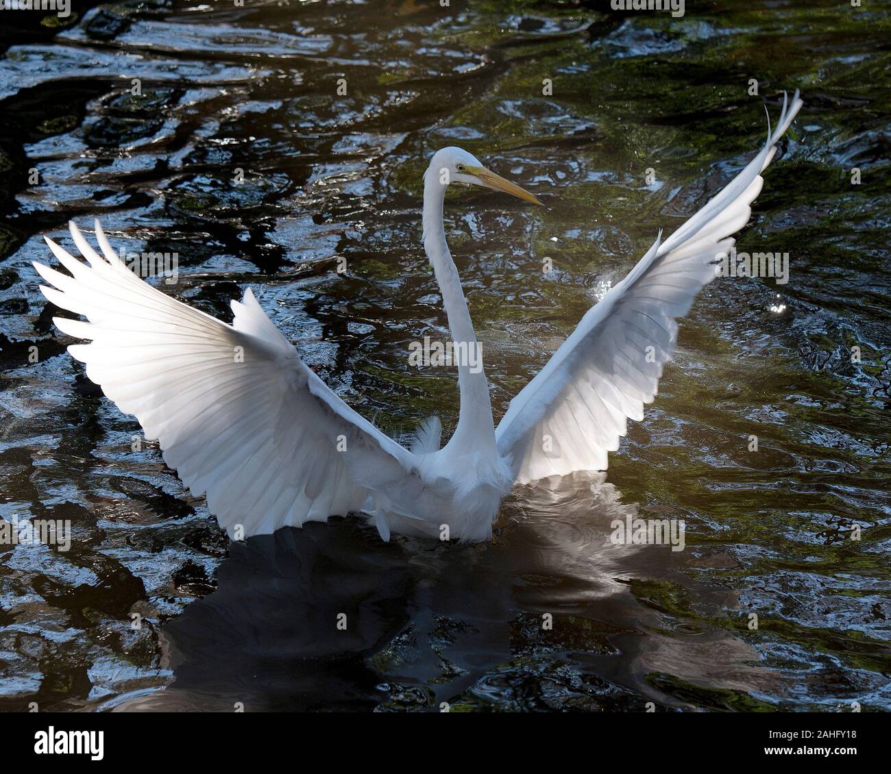 Great White Egret bird close-up profile view in the water with spread ...