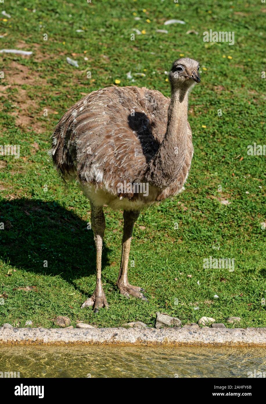 Darwin's rhea, Rhea pennata also known as the lesser rhea Stock Photo - Alamy