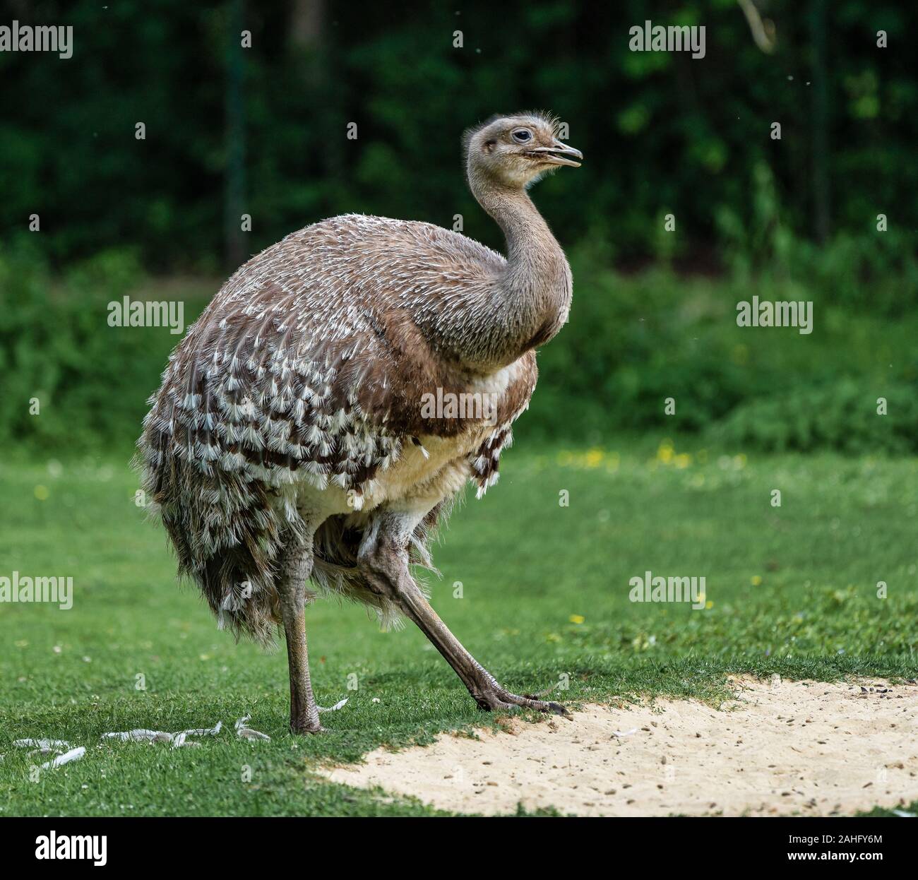 Darwin's rhea, Rhea pennata also known as the lesser rhea Stock Photo ...