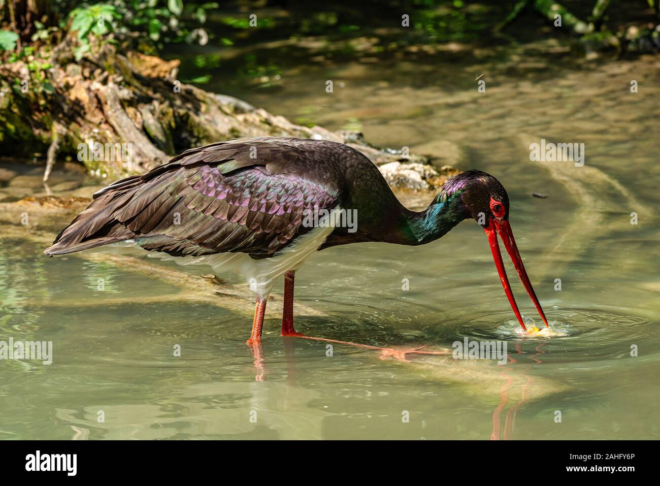 Black stork, Ciconia nigra in a german nature park Stock Photo - Alamy