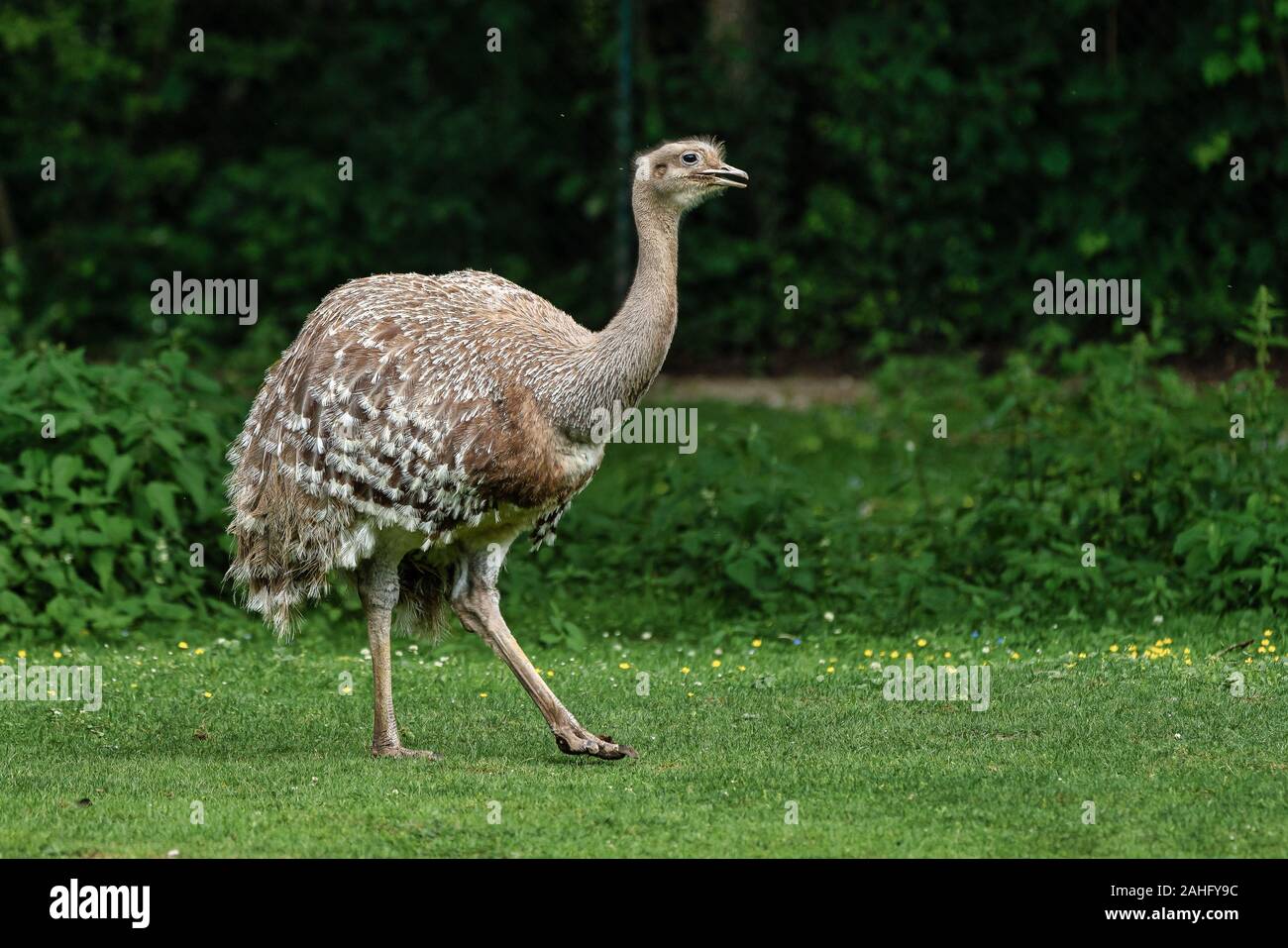 Darwin's rhea, Rhea pennata also known as the lesser rhea Stock Photo - Alamy