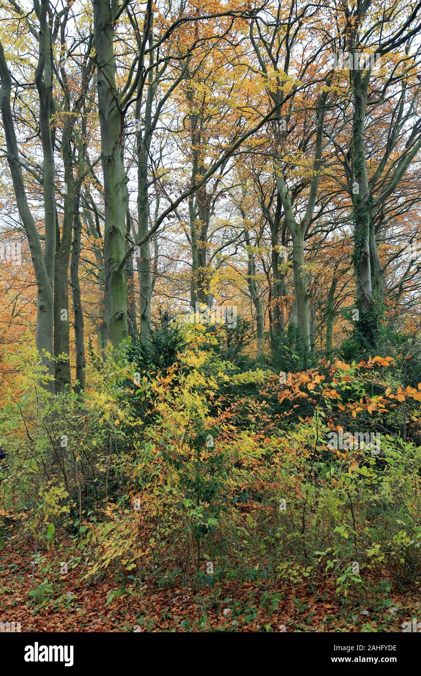 Wouldham shoulder of mutton wood hi-res stock photography and images ...