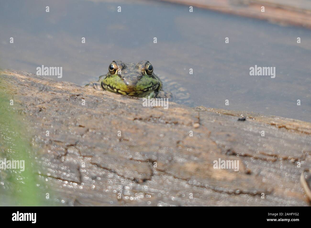 Frog in the water by the log displaying head, eye in its environment ...