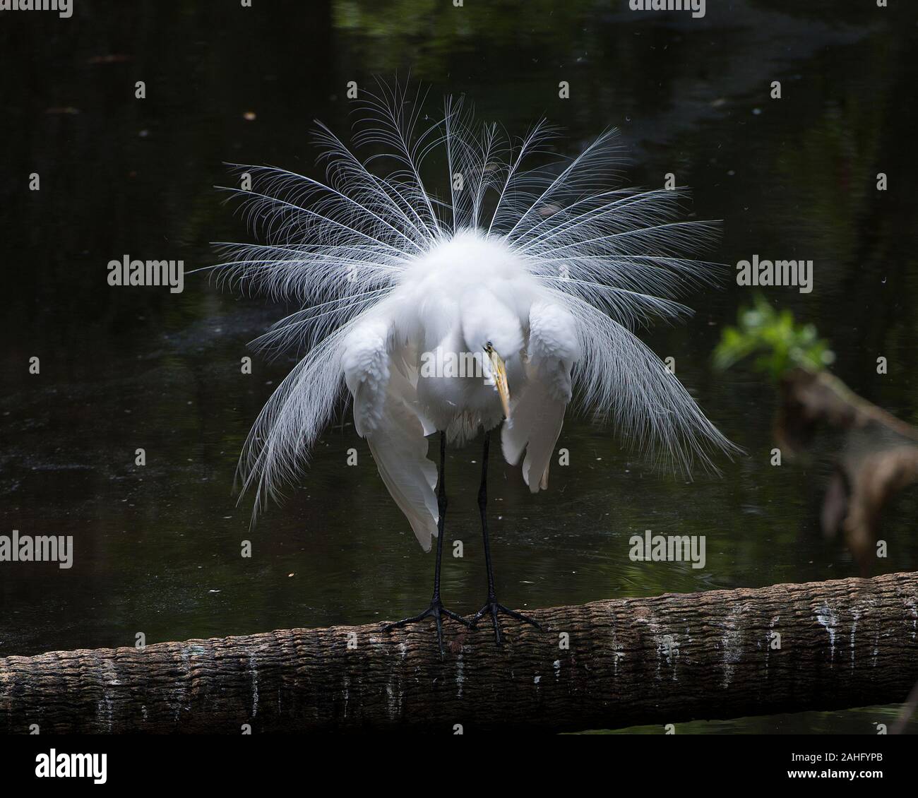 Great White Egret bird close-up profile view by the water displaying ...