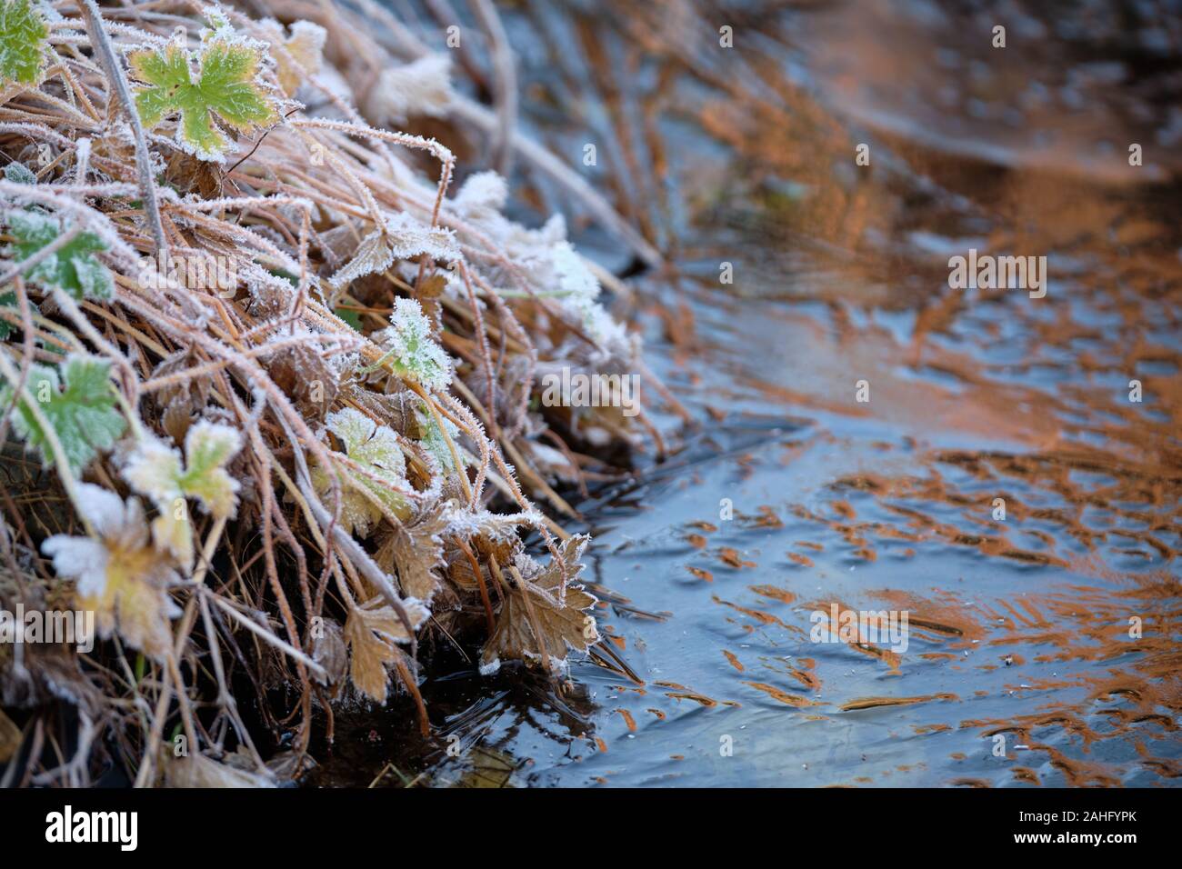 Ice covered garden pond hi-res stock photography and images - Alamy