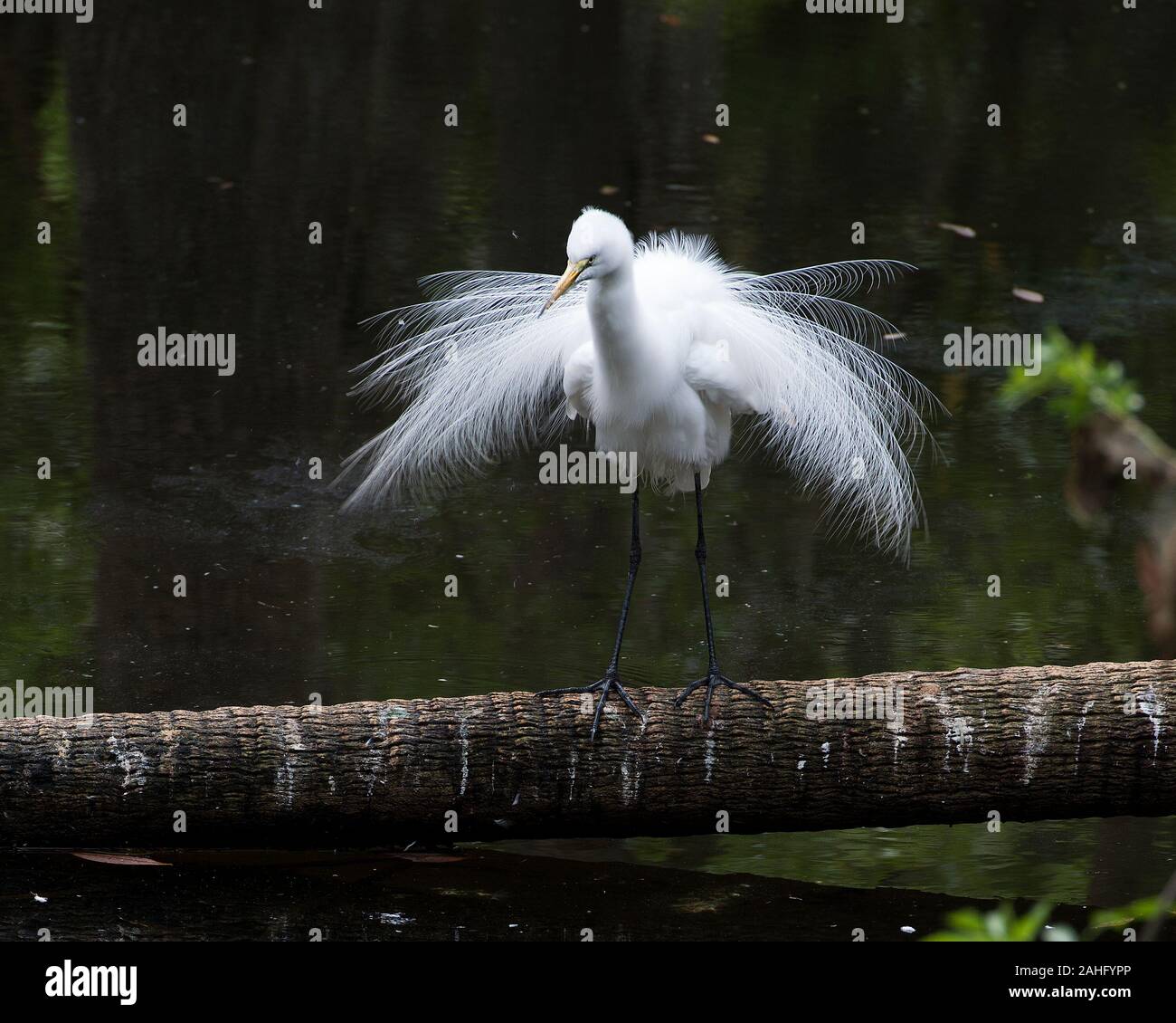 Great White Egret bird close-up profile view in the water with spread ...