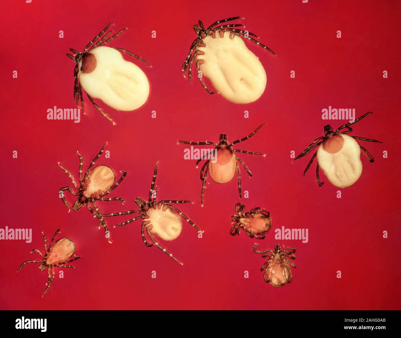 Roe deer tick hi-res stock photography and images - Alamy