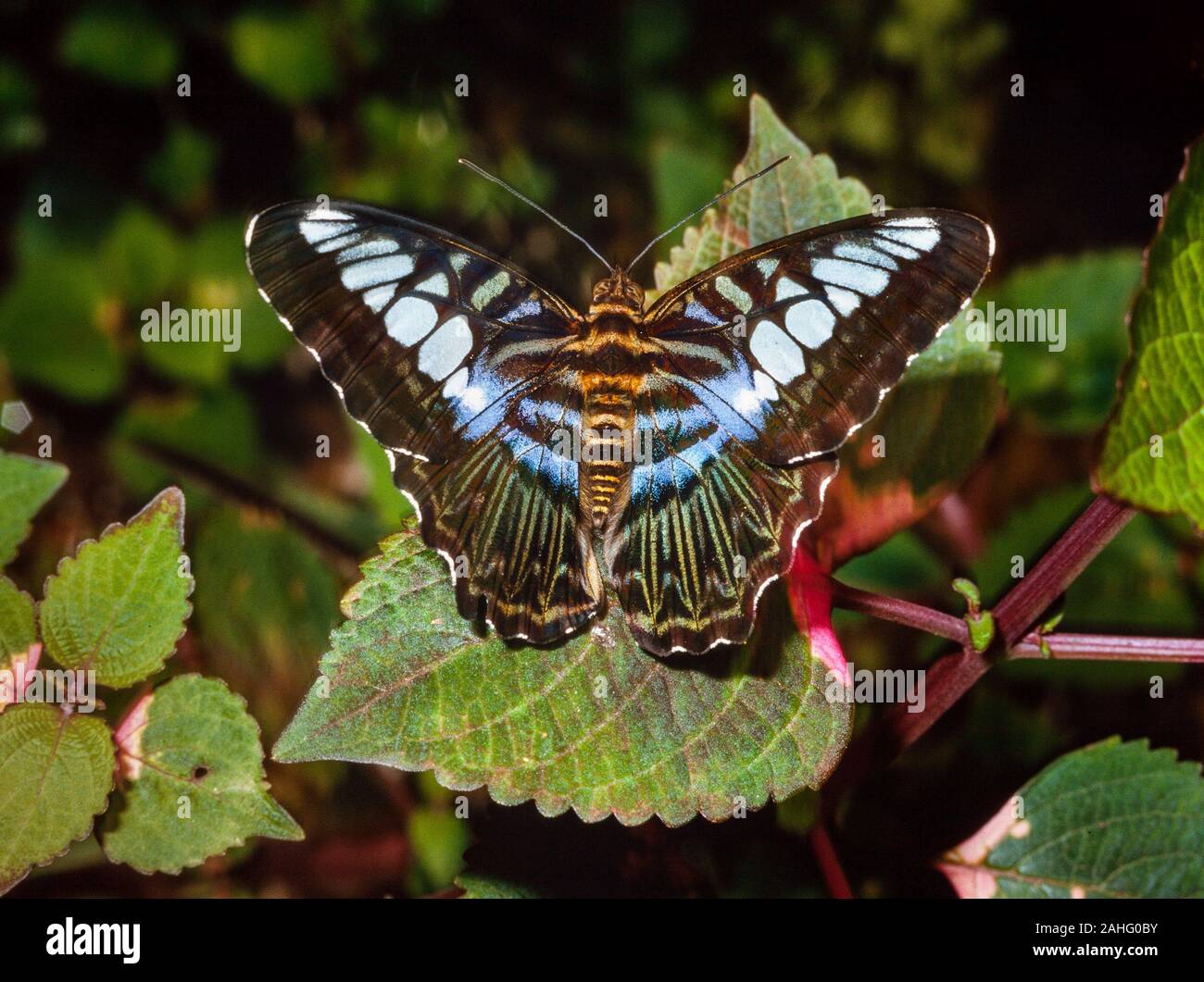 Parthenos sylvia lilacinus hi-res stock photography and images - Alamy