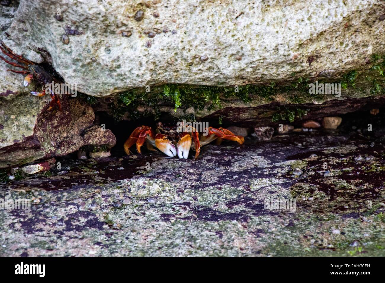 Crab hiding at beach near Ras al jinz Turtle reserve in Oman Stock ...