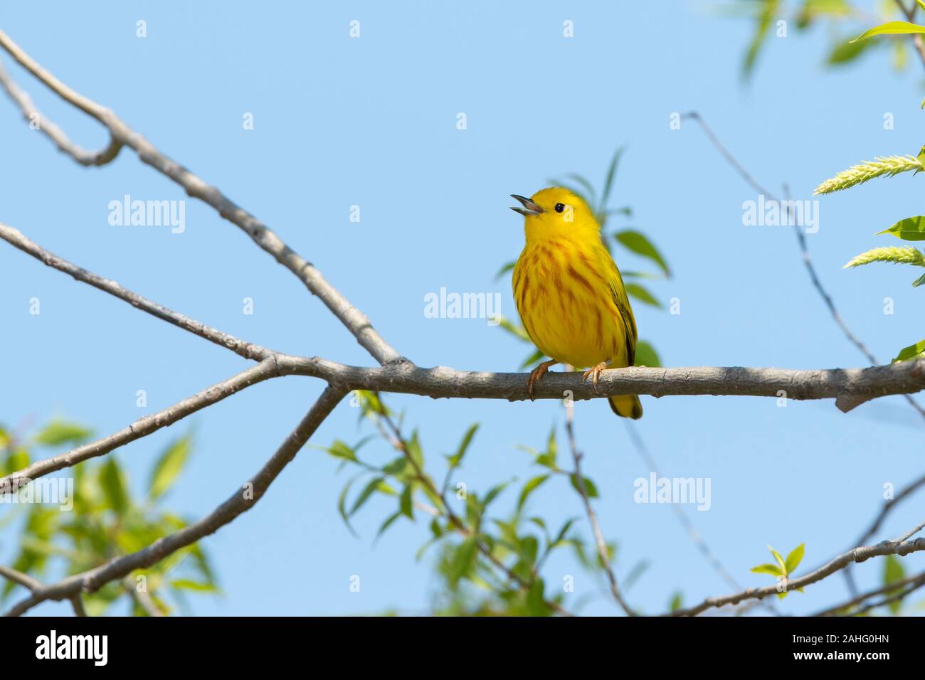 Yellow warbler setophaga petechia hi-res stock photography and images ...
