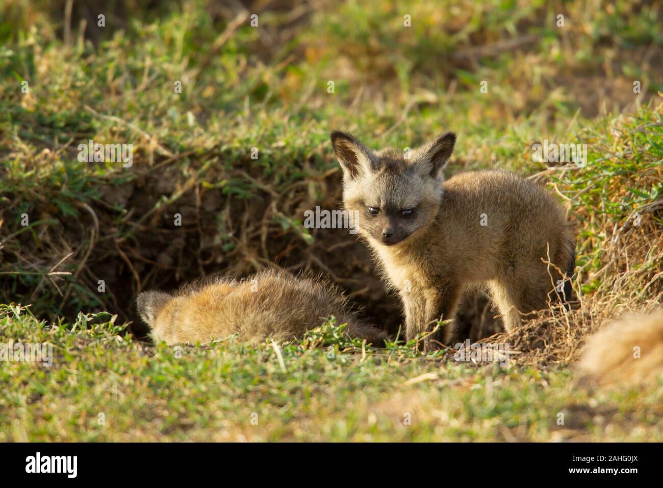 Bat-eared Fox (Otocyon megalotis) kits at a den site Stock Photo - Alamy