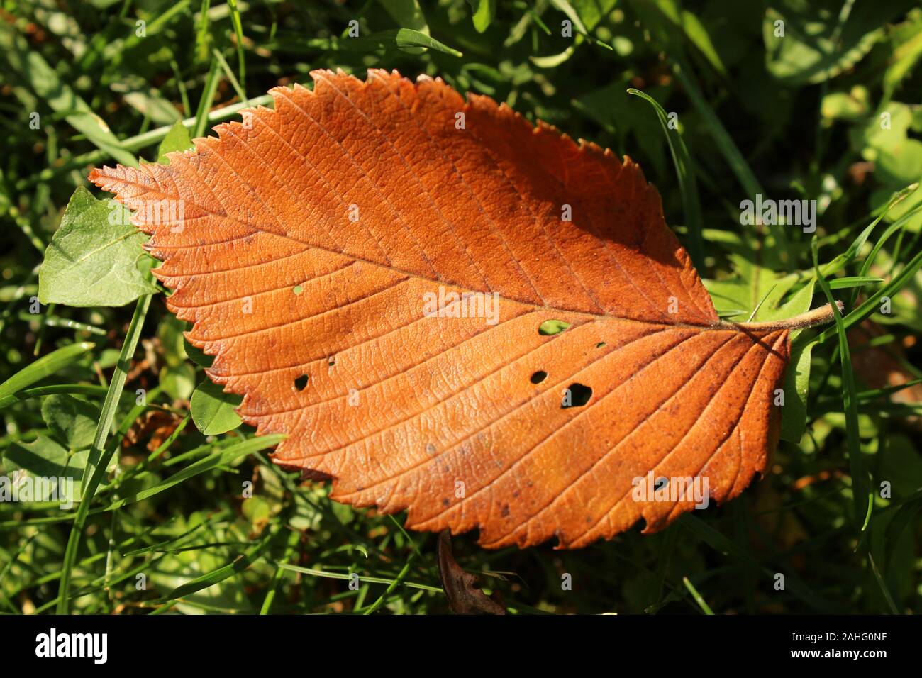 Closeup season hi-res stock photography and images - Alamy