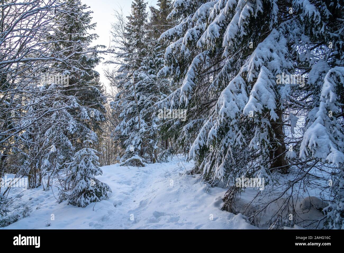 Trees in snow covered winter hi-res stock photography and images - Alamy