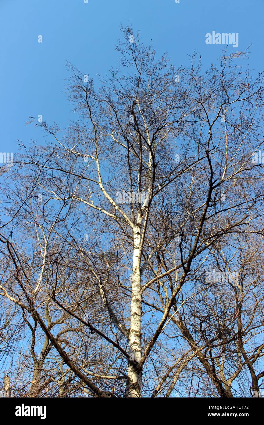 Birch tree top and blue sky Stock Photo - Alamy