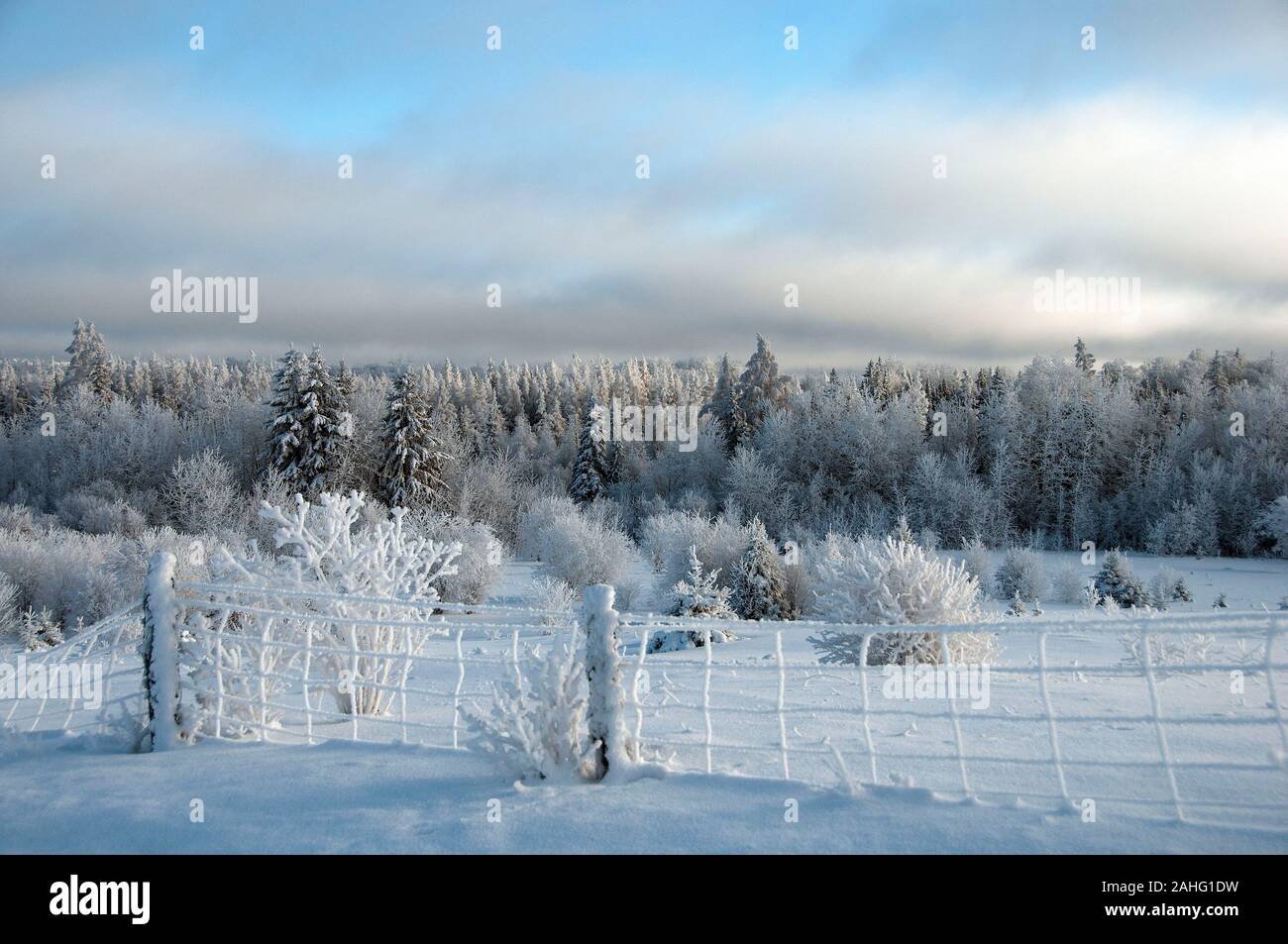 Winter scenery landscape showing frosty fence, frosty trees, snow, bleu ...