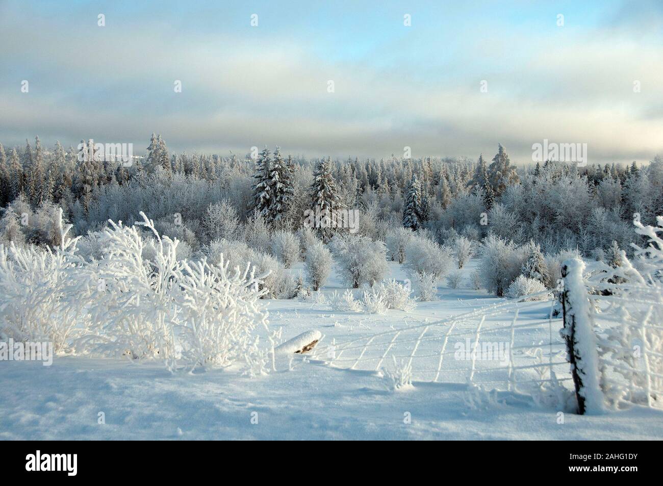 Winter scenery showing frosty fence Stock Photo - Alamy