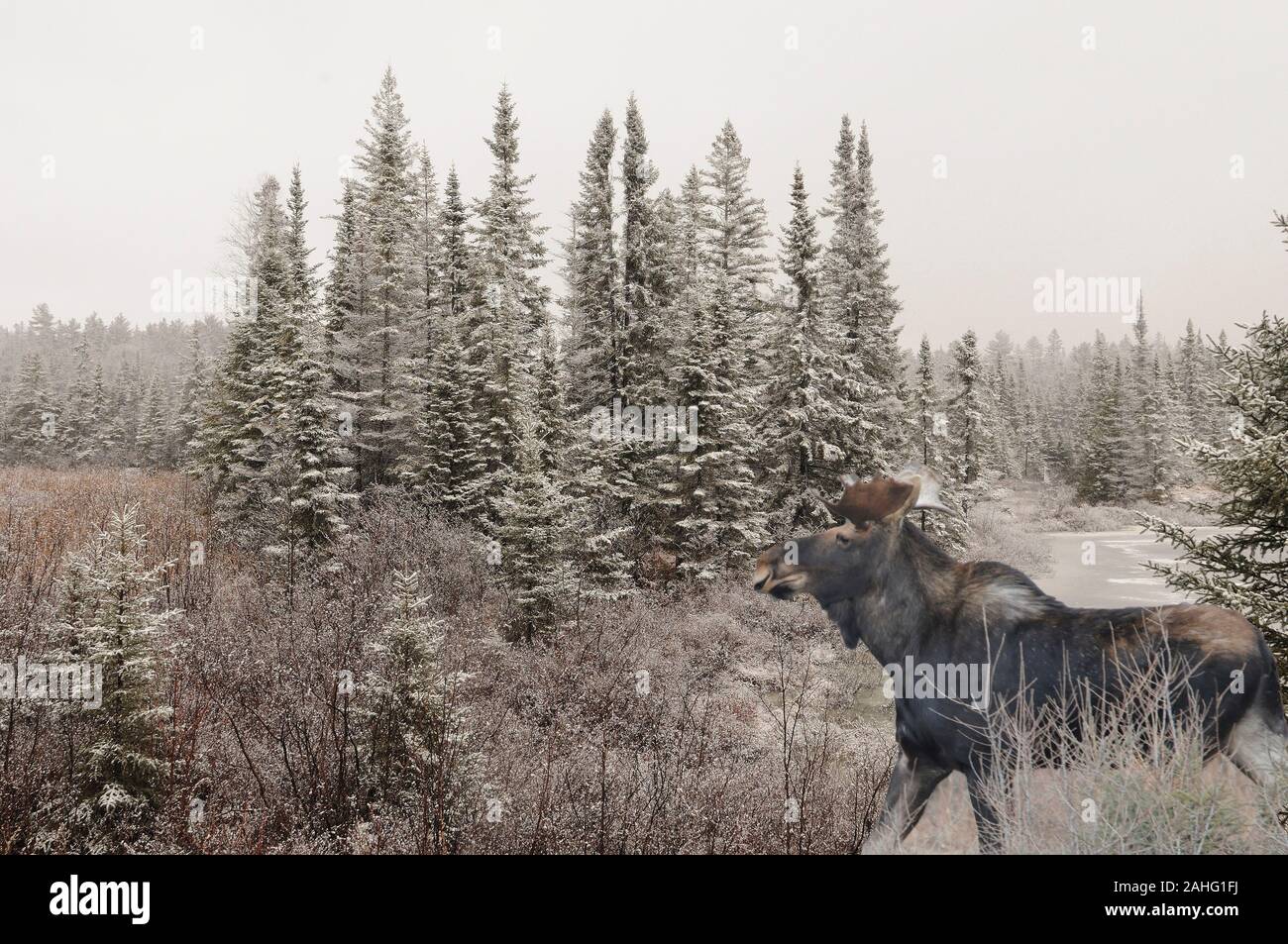Winter scenery with frosted trees, river, grey sky and showing moose ...