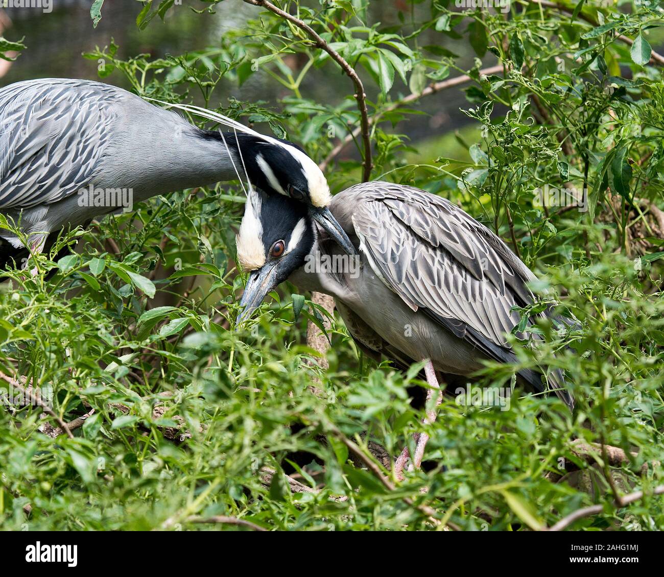 Yellow-crowned Night-Heron bird couple close-up profile view perched ...