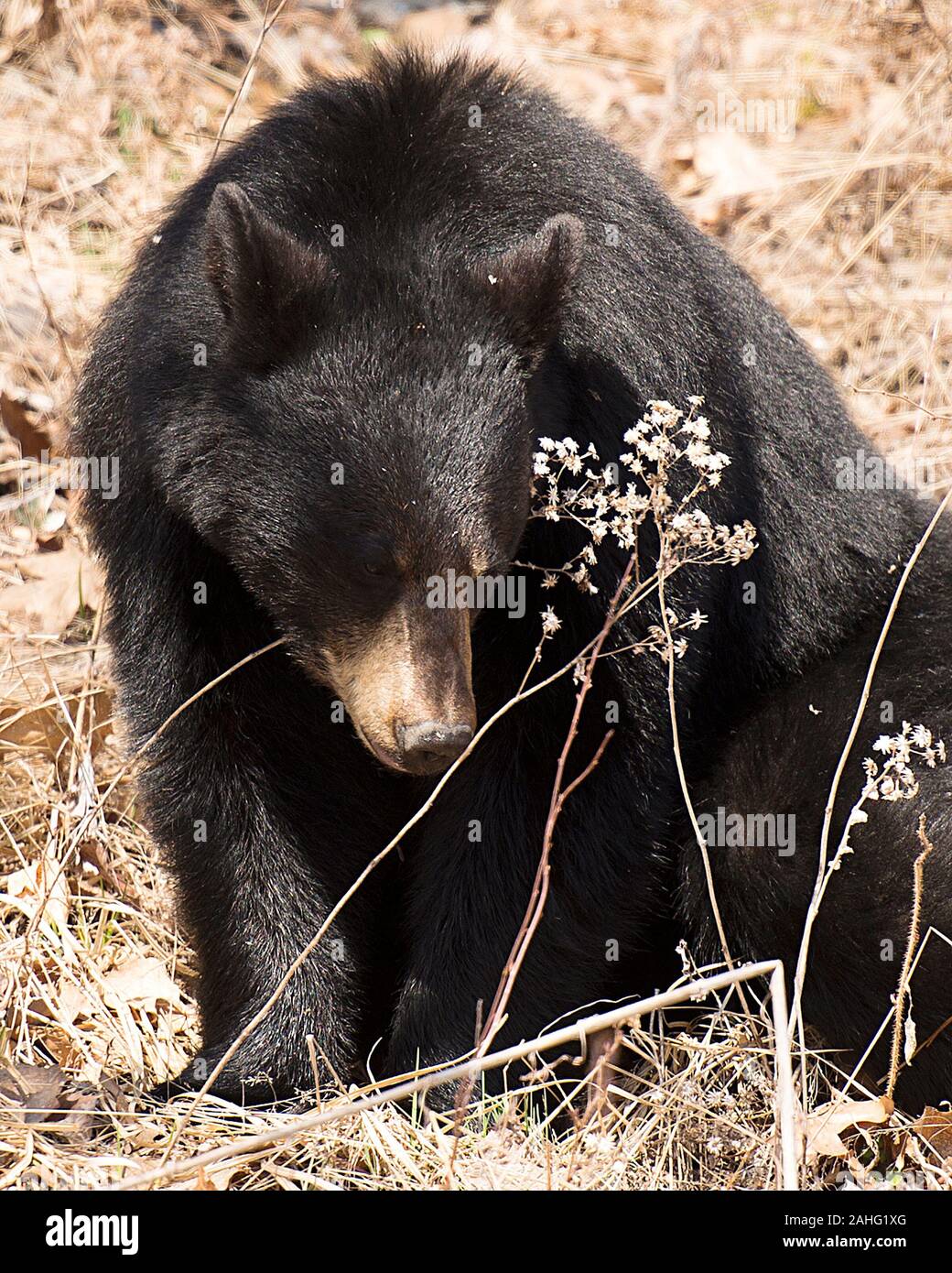 Bear sitting by log hi-res stock photography and images - Alamy