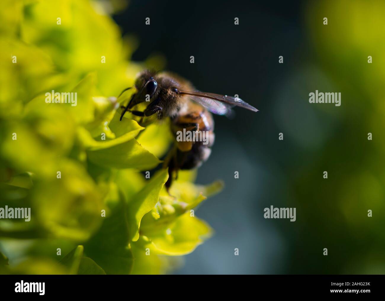 Bee wings hi-res stock photography and images - Alamy