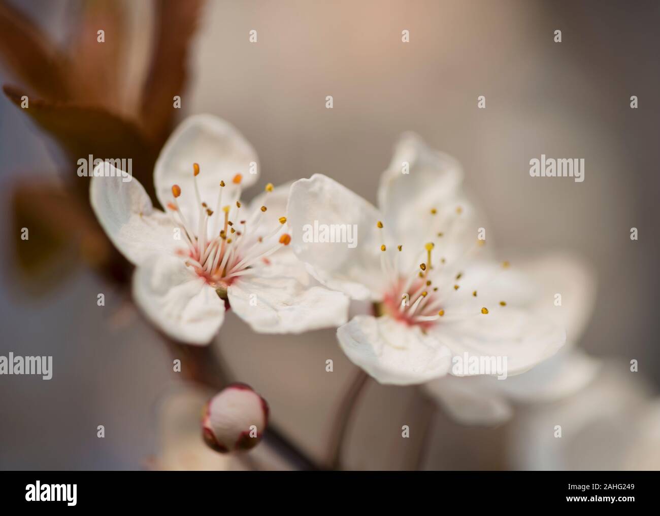 English blossom yellow hi-res stock photography and images - Alamy