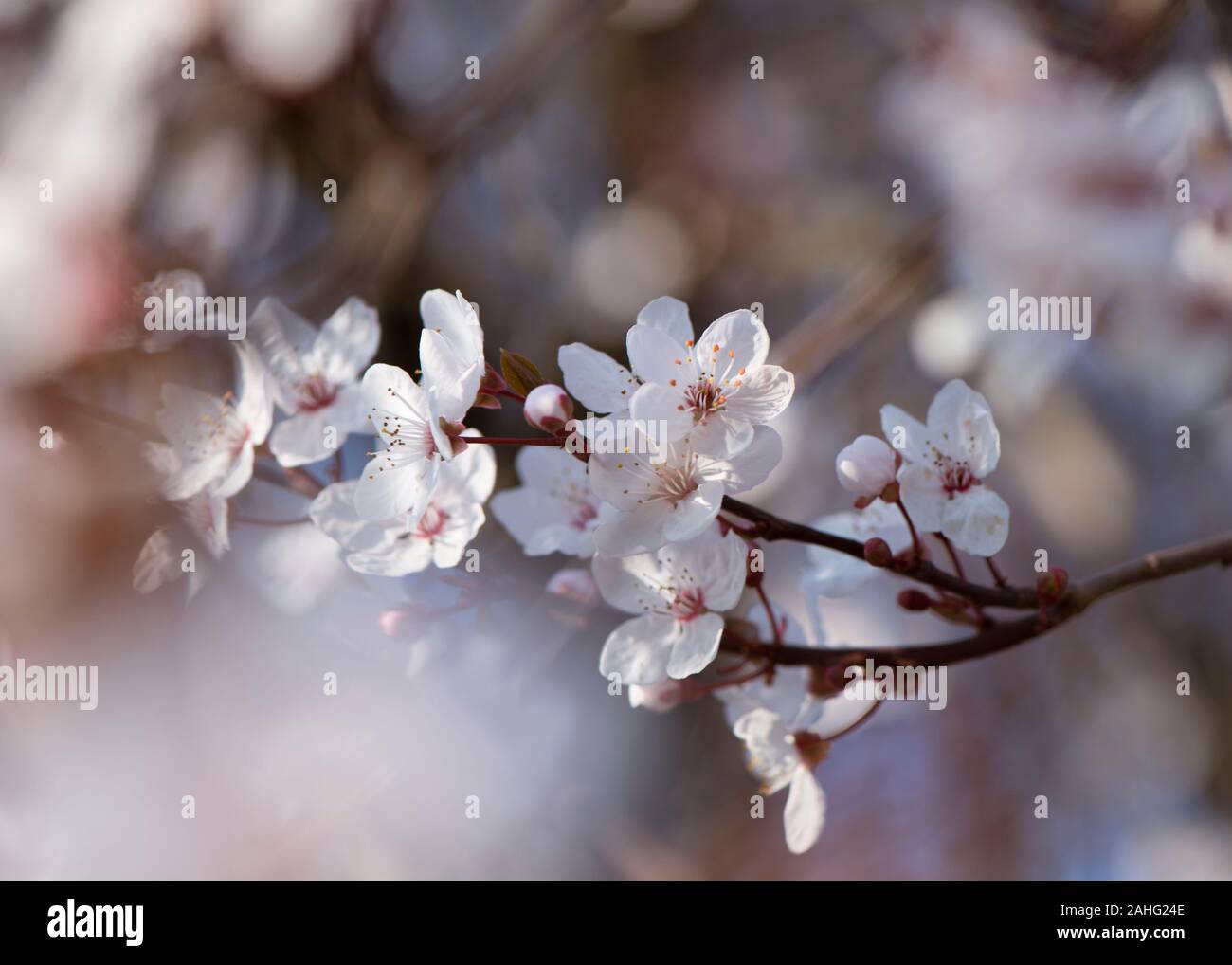 English blossom yellow hi-res stock photography and images - Alamy