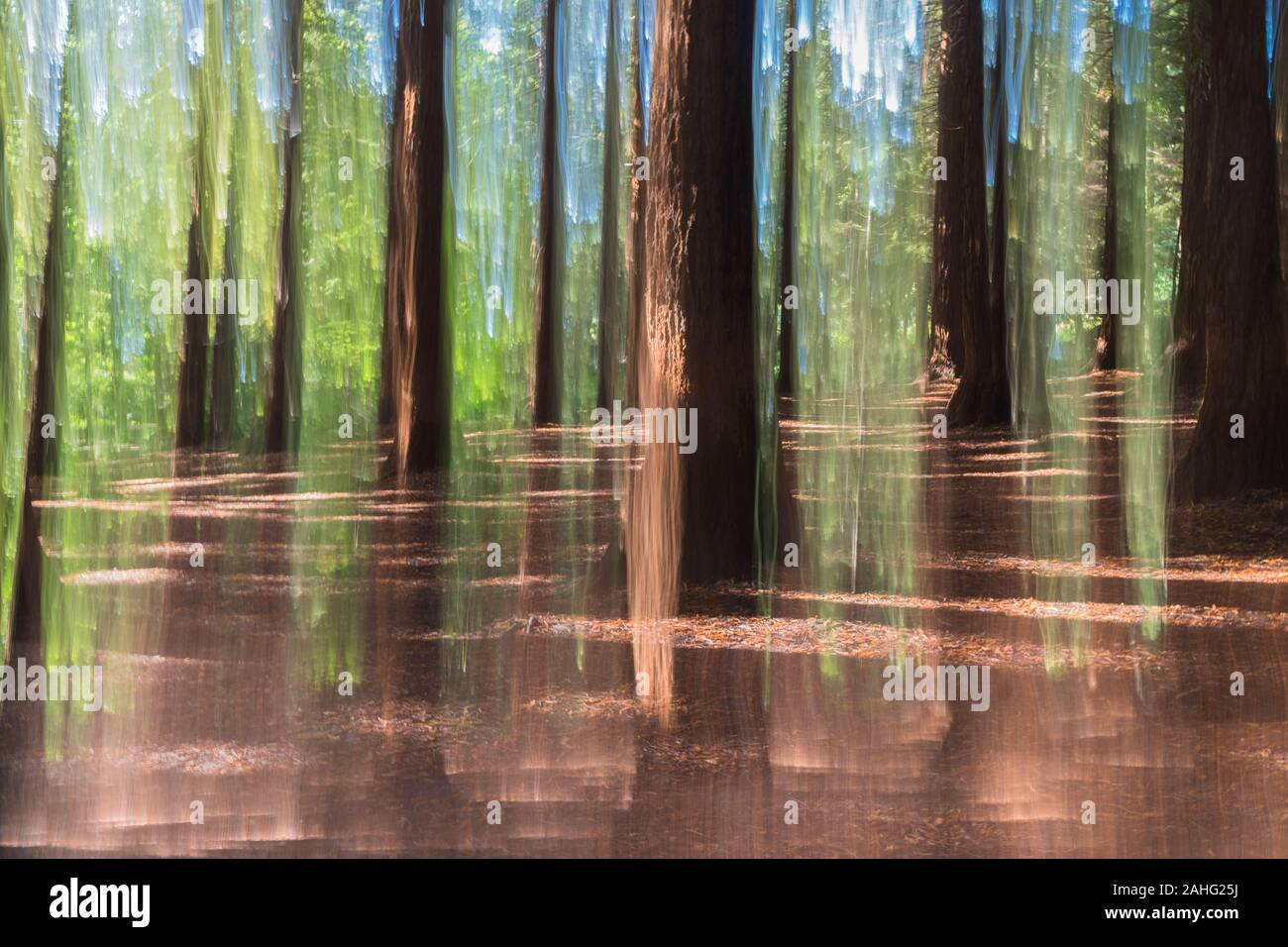 Redwood forest tree art hi-res stock photography and images - Alamy