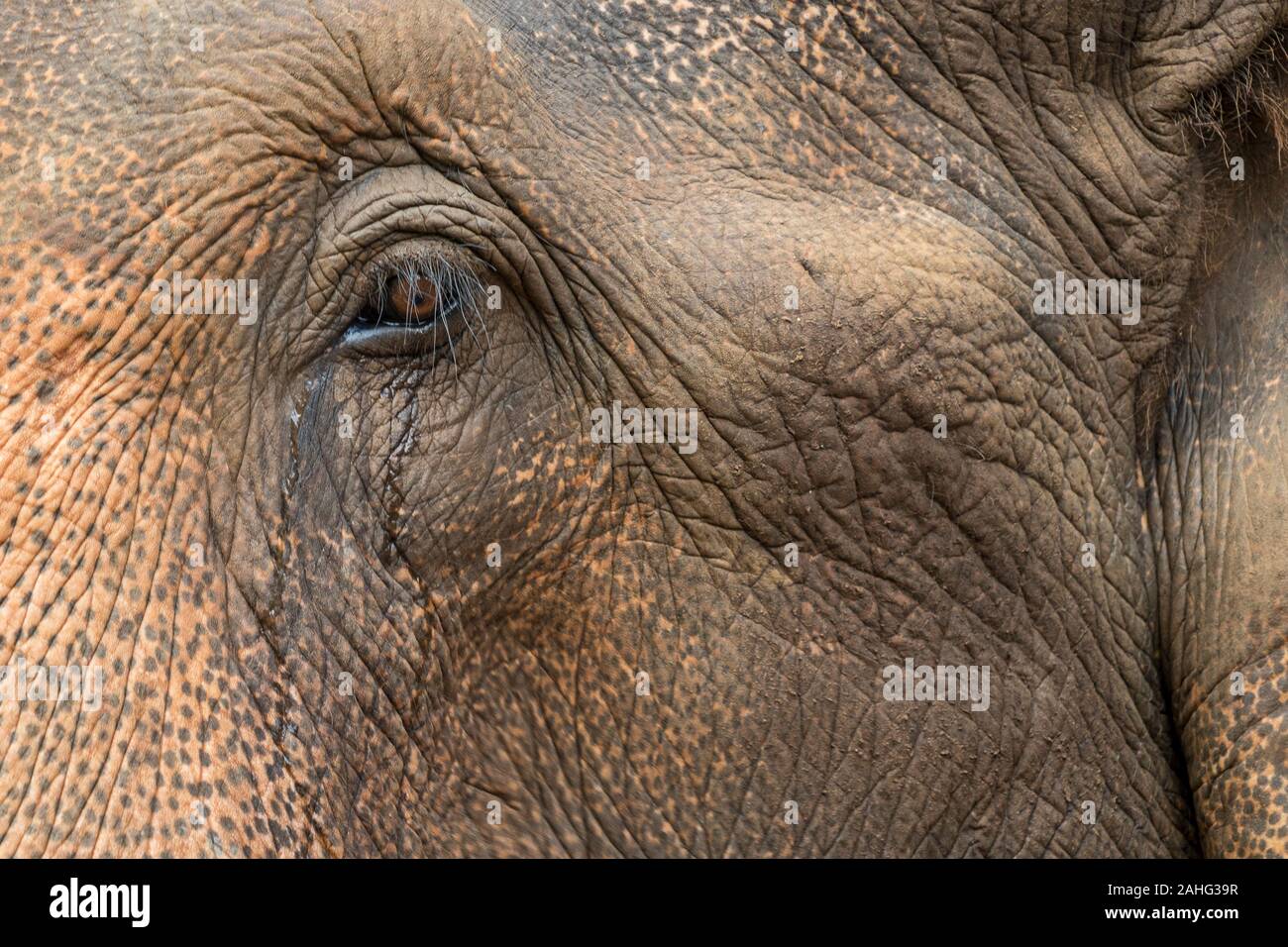 Elephant eyelashes hi-res stock photography and images - Alamy