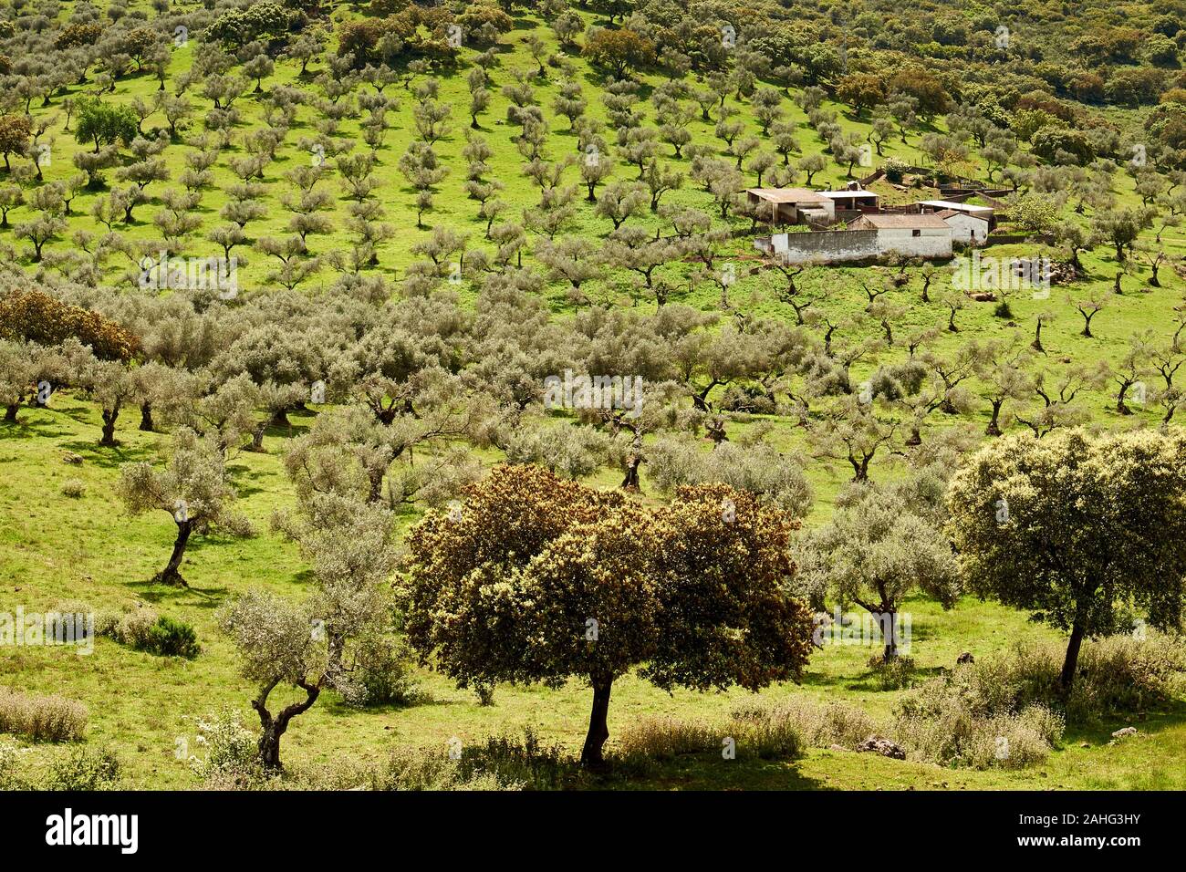 Olive trees and farm finca in Extremadura Spain Stock Photo - Alamy