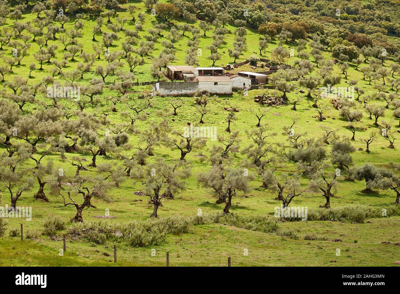 Olive trees and farm in Extremadura Spain Stock Photo - Alamy
