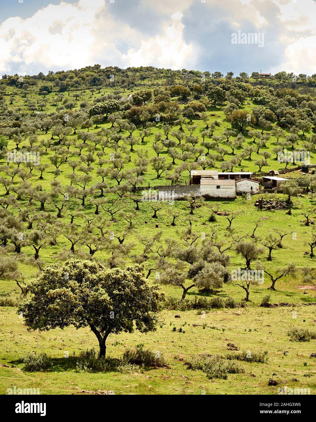 Olive trees and farm in Extremadura Spain Stock Photo - Alamy
