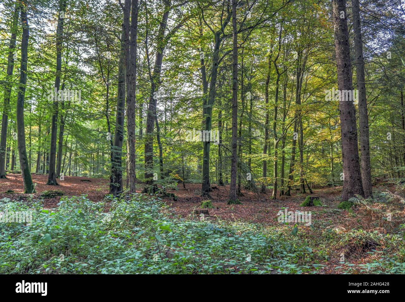 Nice view into a green forest in northern Europe Stock Photo - Alamy