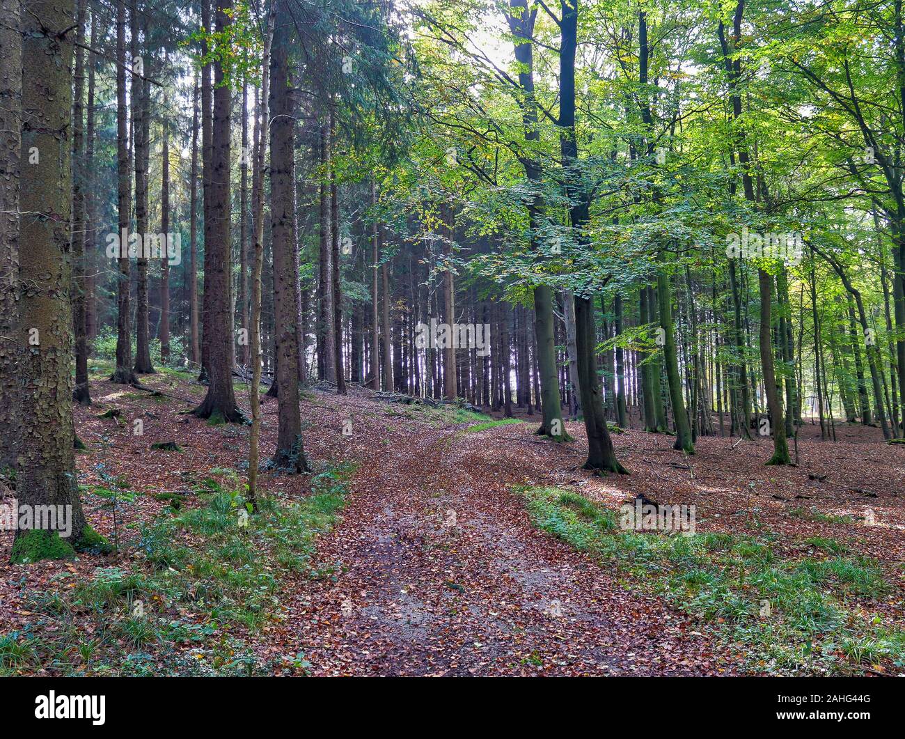Nice view into a green forest in northern Europe Stock Photo - Alamy