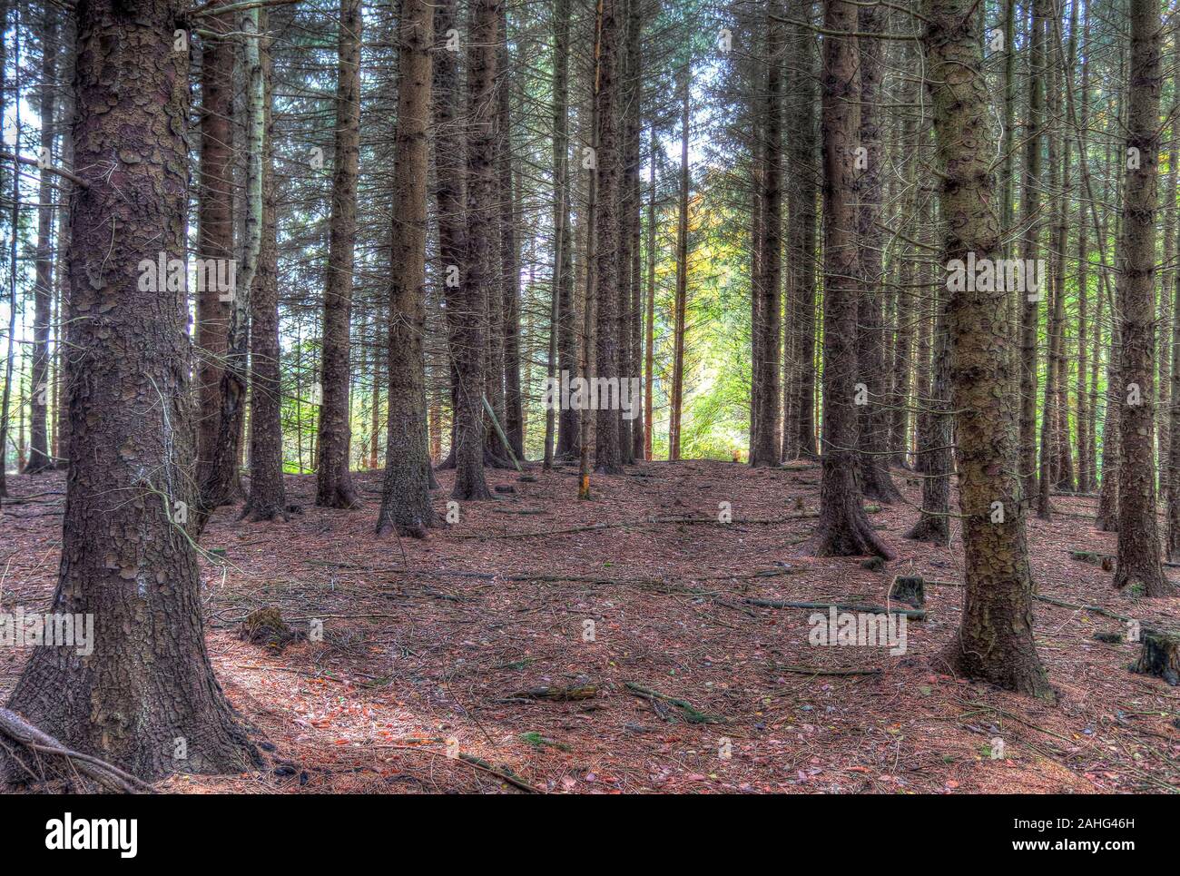 Nice view into a green forest in northern Europe Stock Photo - Alamy