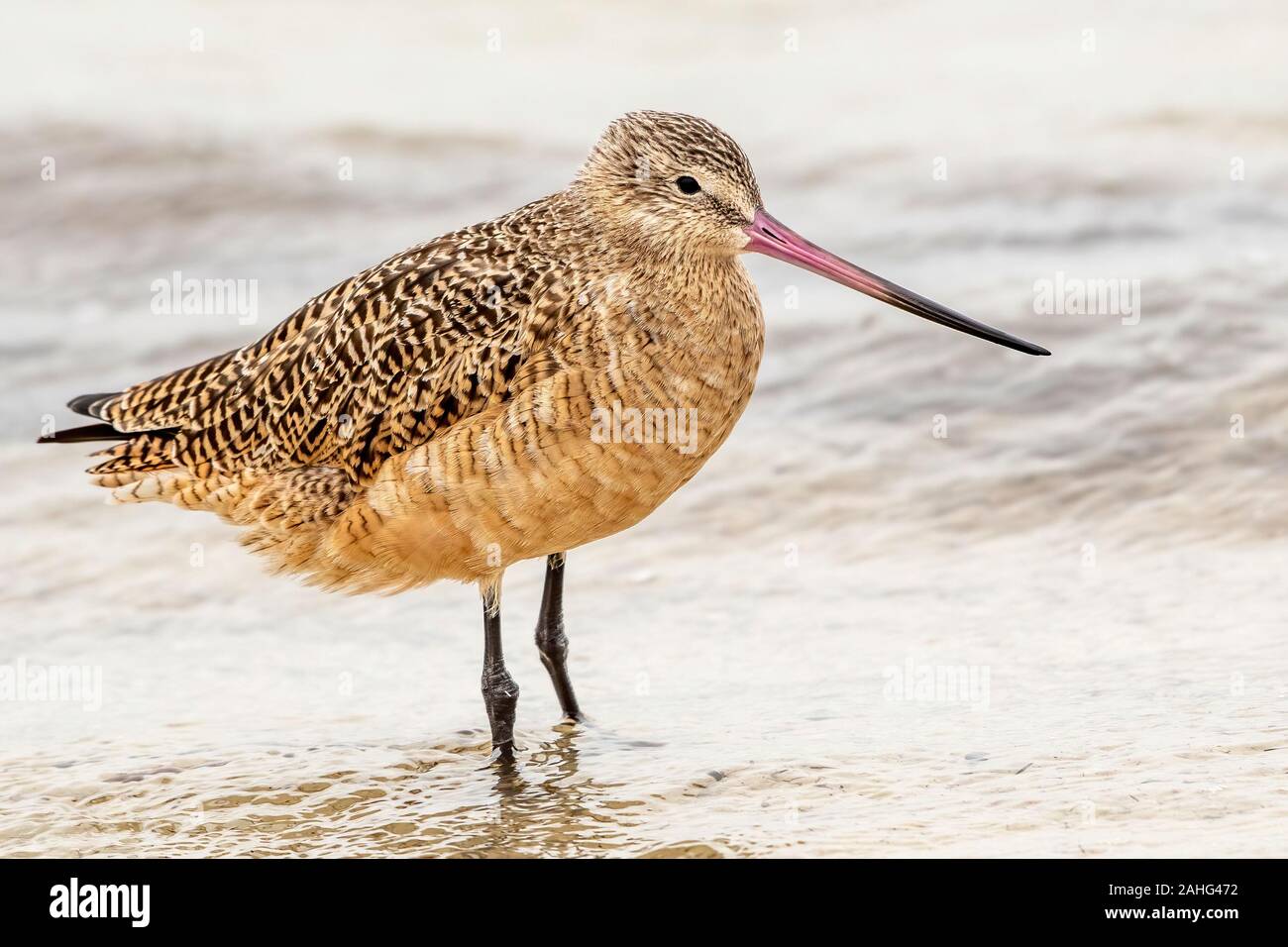 Marbled godwit on the shore of the Gulf of Mexico - Florida Stock Photo ...