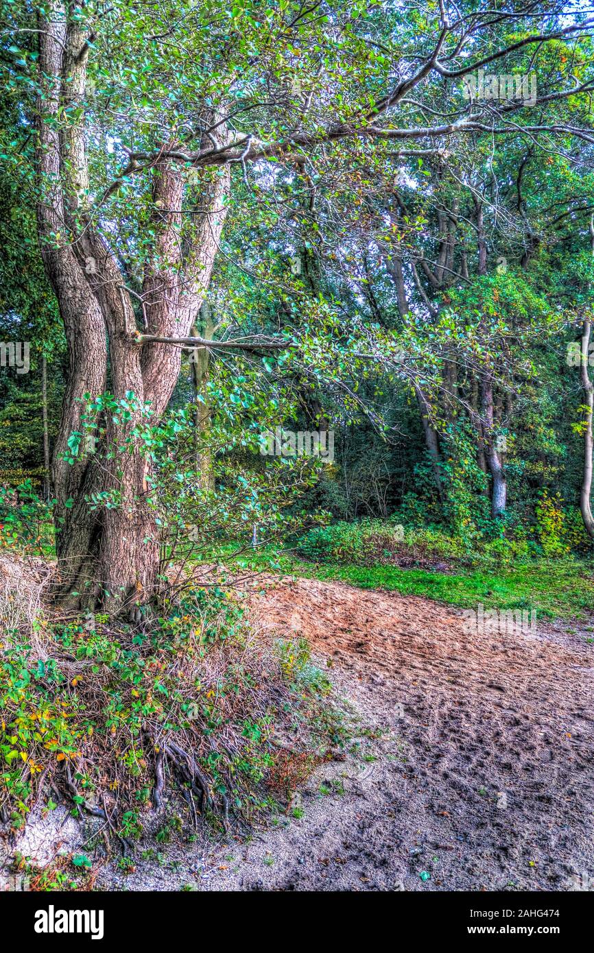 Nice view into a green forest in northern Europe Stock Photo - Alamy