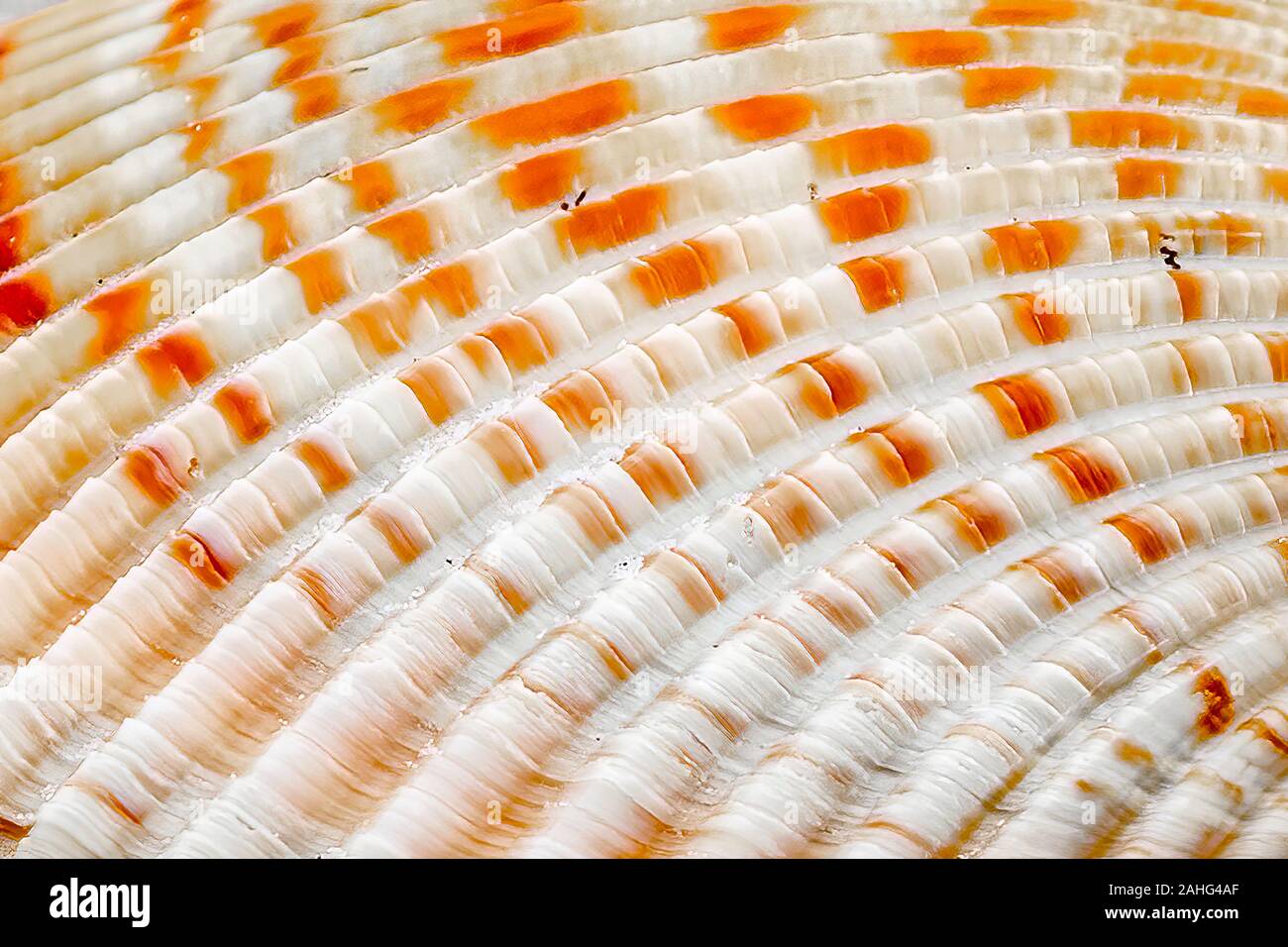 White beach shell hi-res stock photography and images - Alamy
