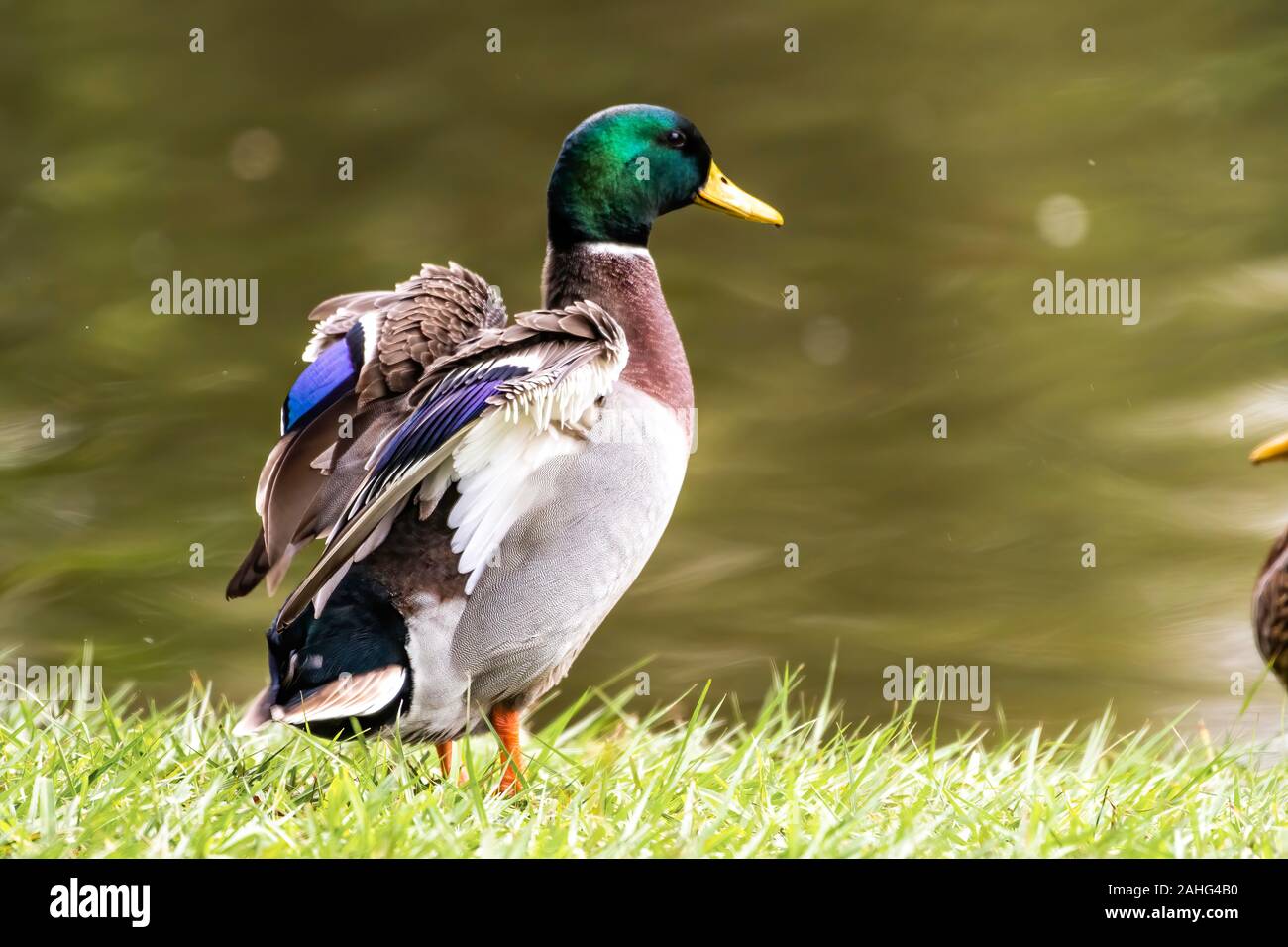 Mallard duck habitat hi-res stock photography and images - Alamy