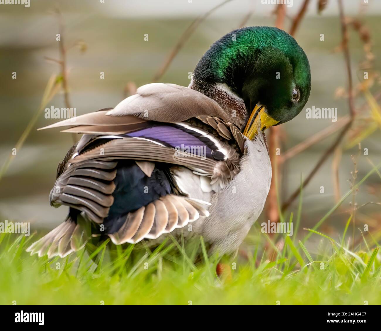 Mallard duck wading hi-res stock photography and images - Alamy