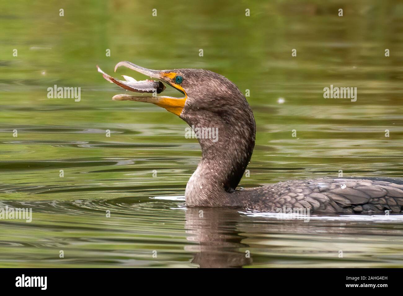 Cormorant catches a fish in a pond Stock Photo - Alamy